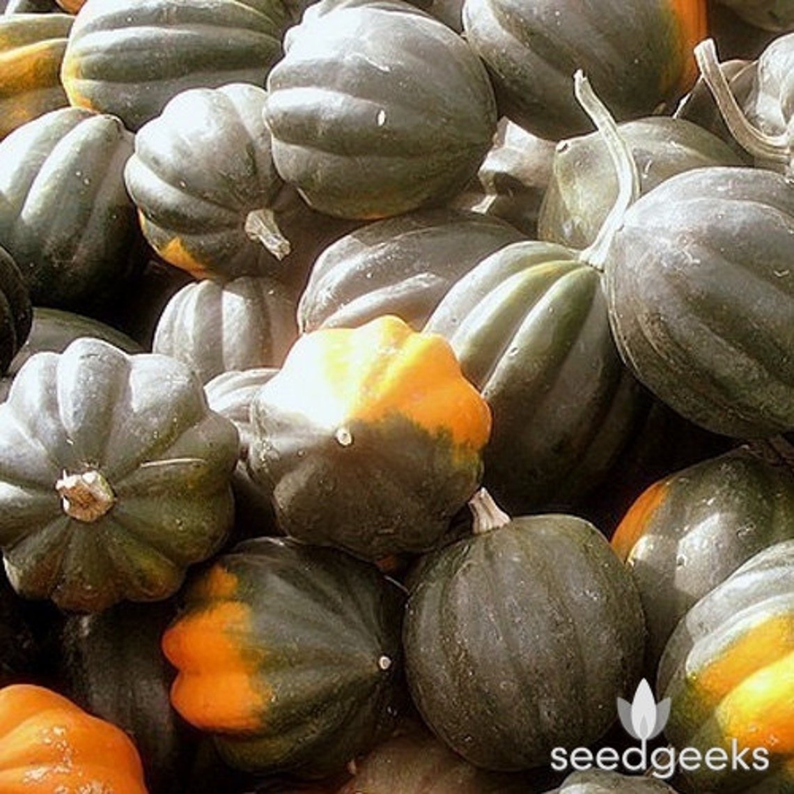 Table Queen Acorn Winter Squash Heirloom Seeds - Etsy