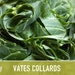 Vates Collards Heirloom Seeds - Etsy