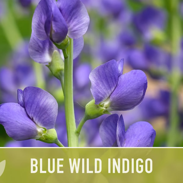 Organic Indigo - Etsy