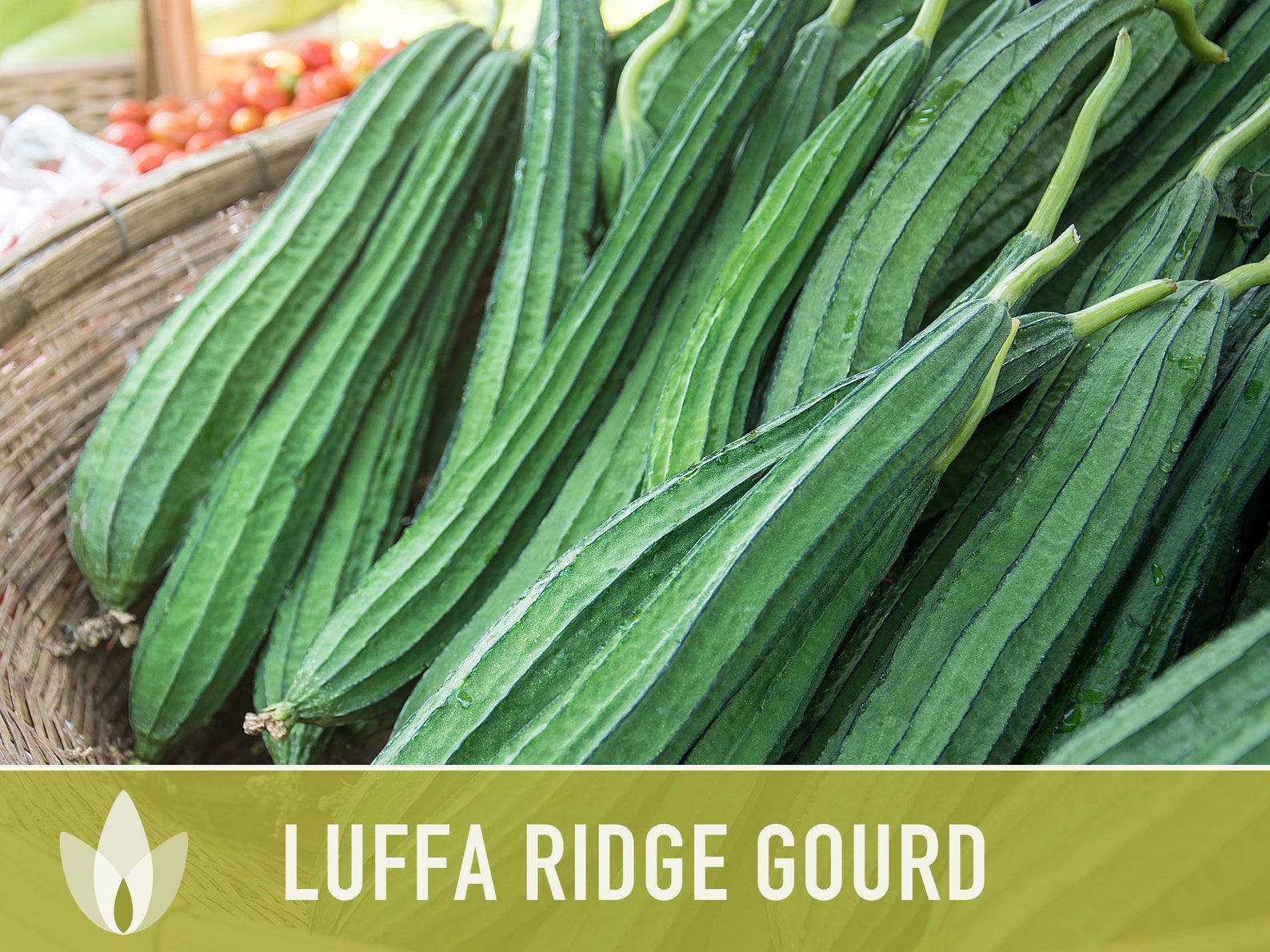 Luffa Ridge Gourd Seeds chinese Okra Heirloom Seeds - Etsy