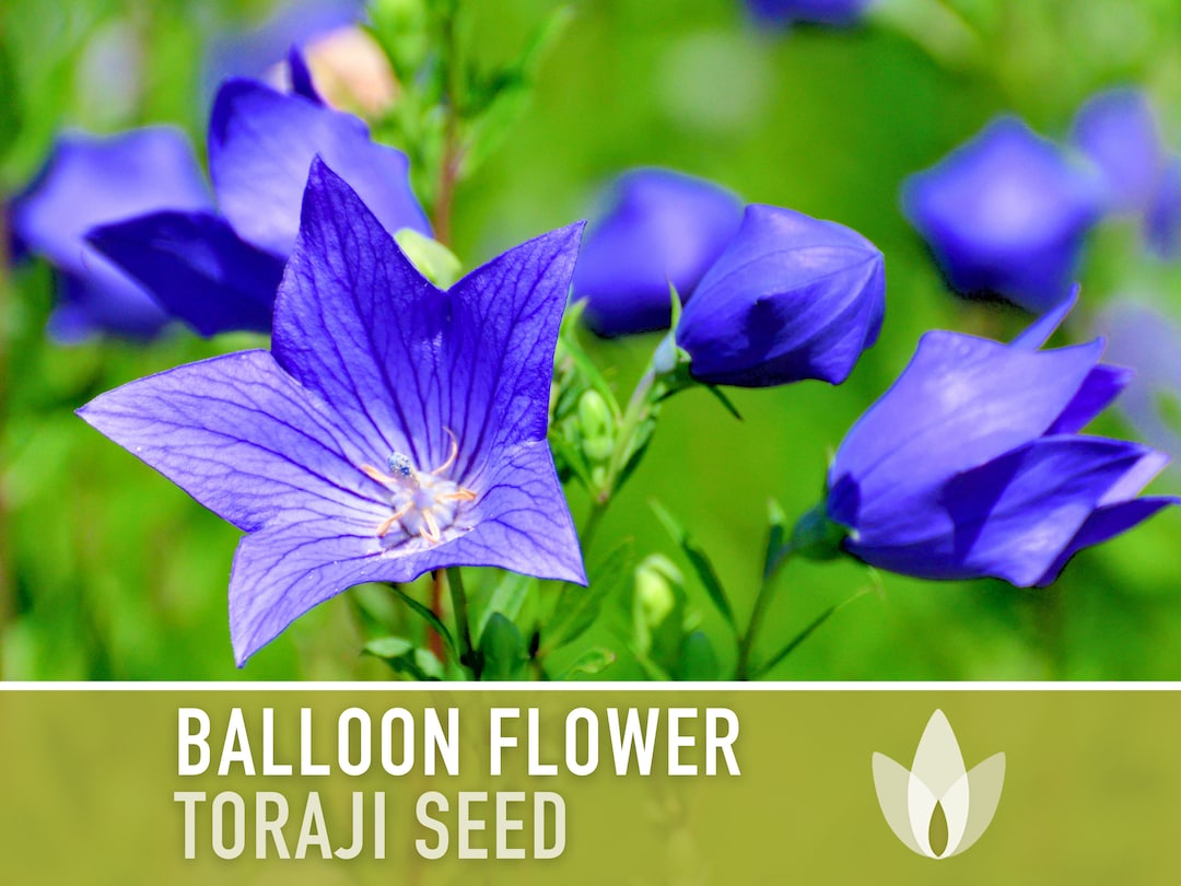 Balloon Flower, Toraji Flower Seeds - Heirloom Seeds, Ancient Medicinal ...