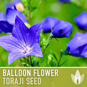 Balloon Flower, Toraji Flower Seeds - Heirloom Seeds, Ancient Medicinal ...