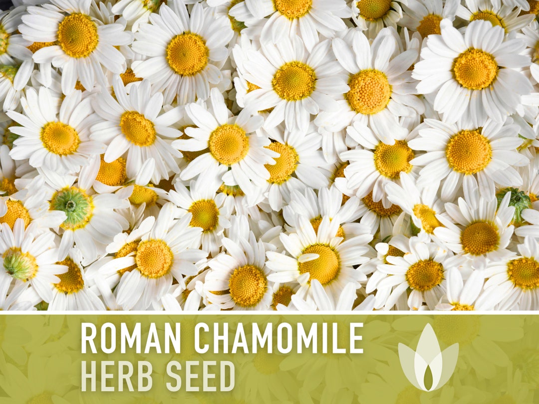 Roman Chamomile Seeds - Heirloom Seeds, Medicinal Herb Seeds, Herbal ...