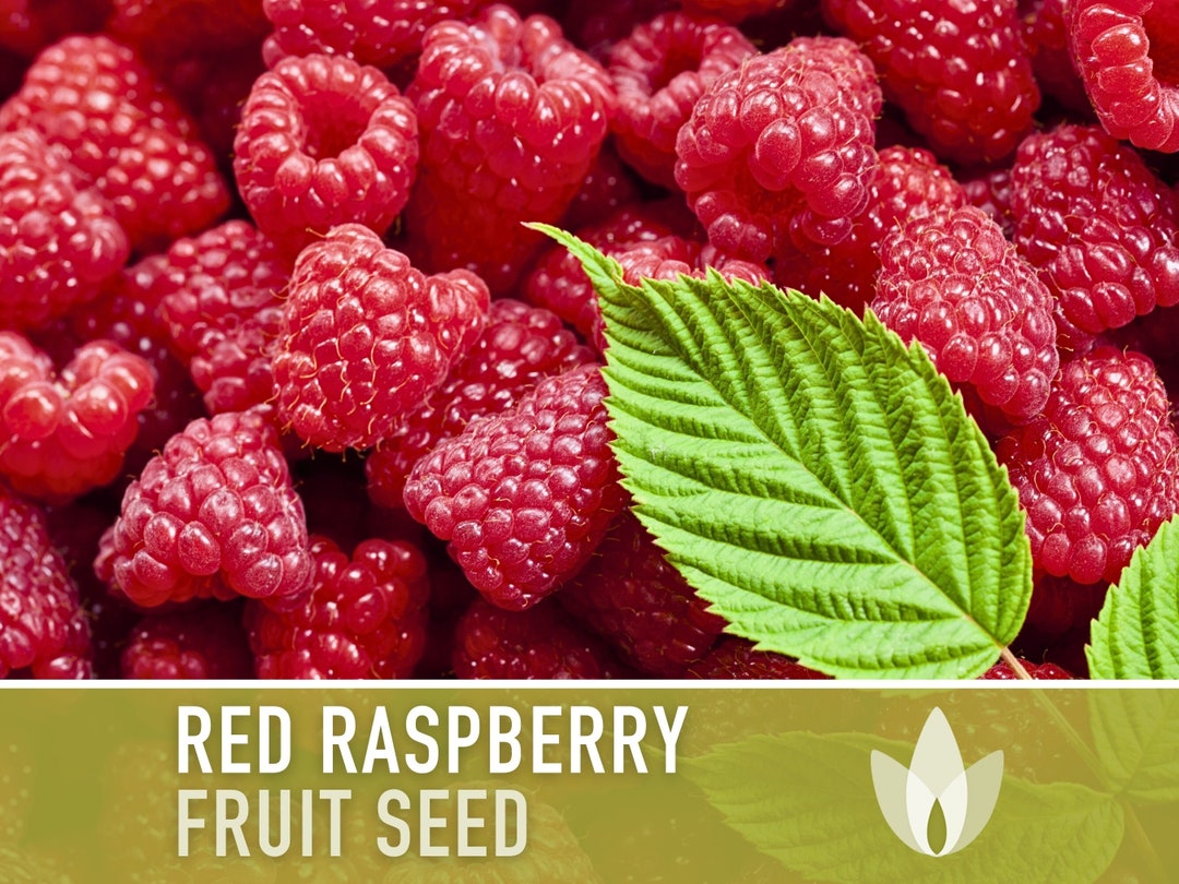 Red Raspberry, European Raspberry Seeds - Heirloom Seeds, Medicinal ...