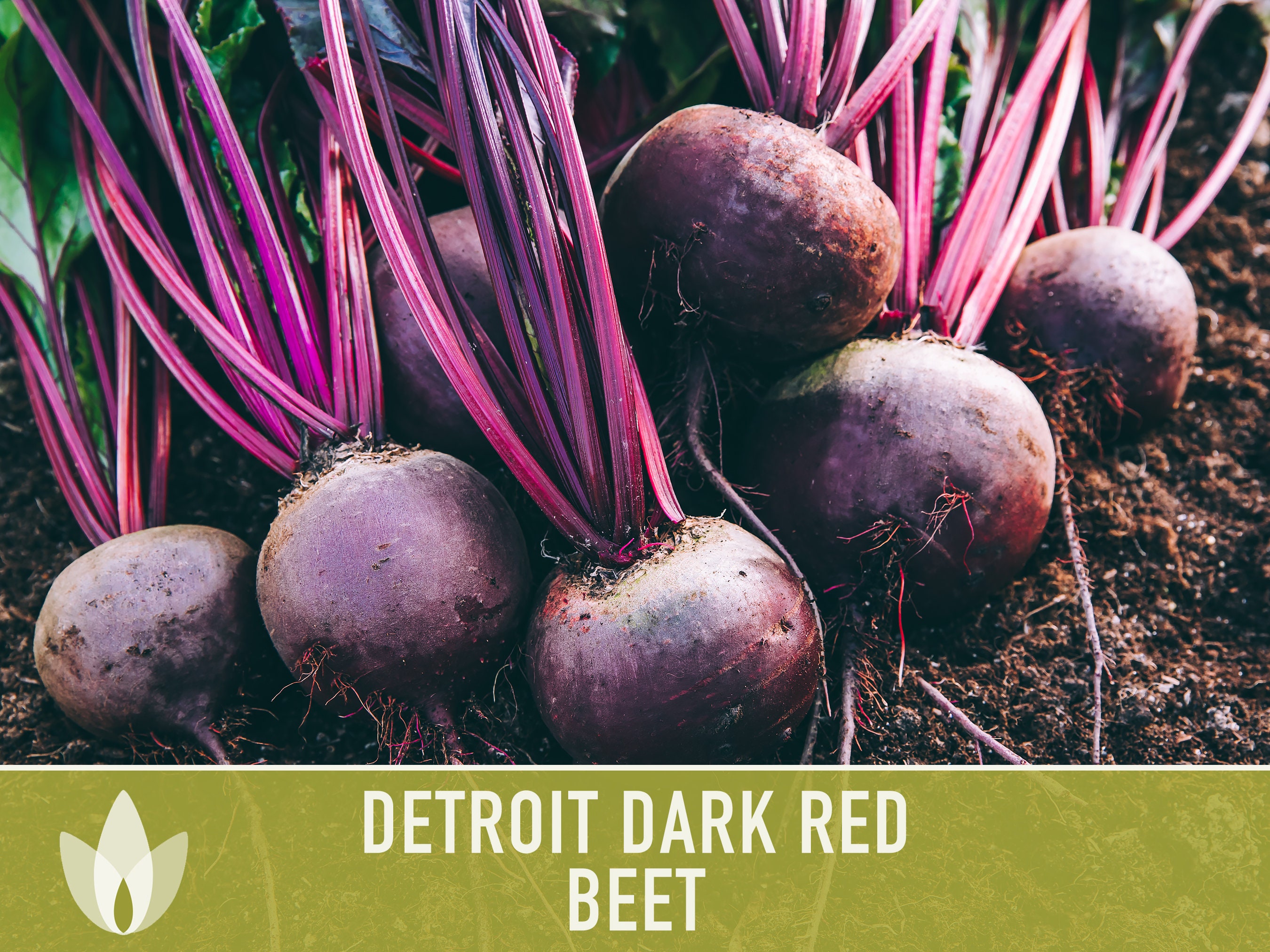 Detroit Dark Red Beet Seeds Heirloom Cold Hearty Open - Etsy