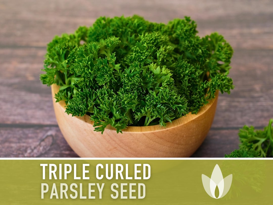 Triple Curled Parsley Seeds - Herb Seeds, Heirloom Seeds, Medicinal Herb, Culinary Herb, Moss ...
