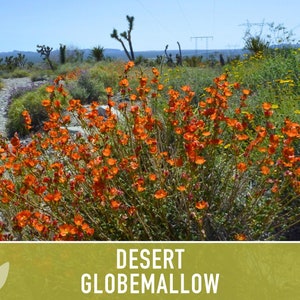 Desert Globemallow Seeds – Vivid Orange Flowers, Native Heirloom - Etsy