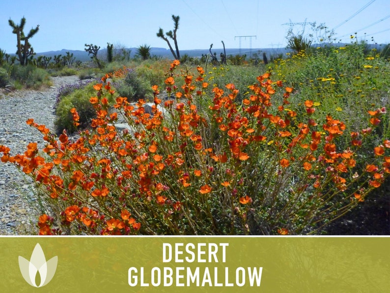 Desert Globemallow Seeds – Vivid Orange, Heirloom, Non-gmo (100 Seeds ...