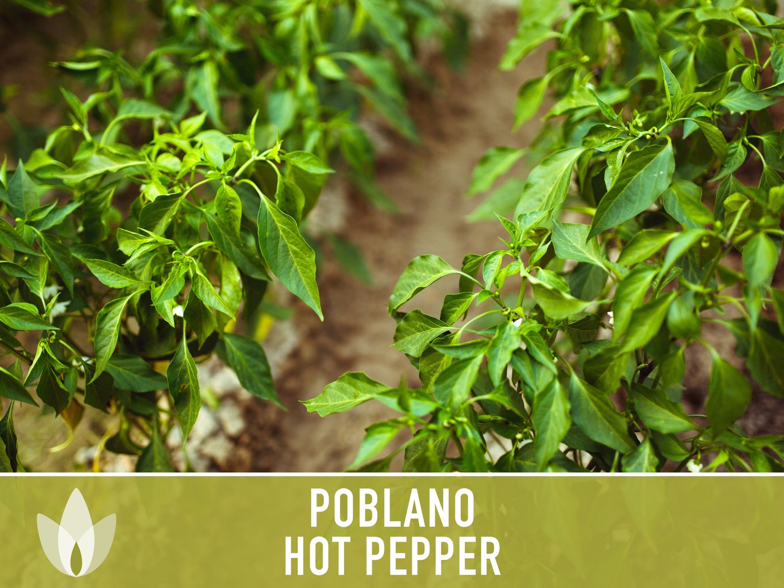 Poblano Ancho Hot Pepper Heirloom Seeds Chili Rellenos, Mexican Ancho ...