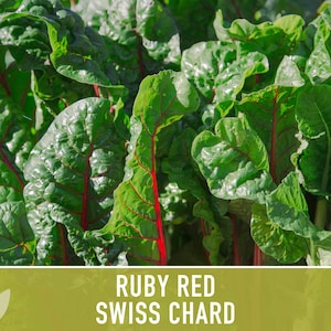 Ruby Red Swiss Chard Heirloom Seeds - Etsy