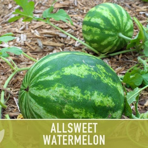 Allsweet Watermelon Heirloom Seeds - Non-gmo, Open Pollinated ...