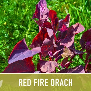 Red Fire Orach Seeds - Heirloom Seeds, French Spinach, Garden Orach ...