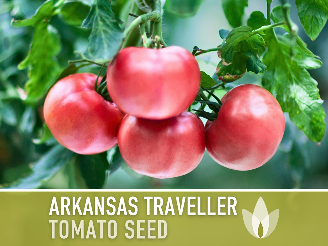 Arkansas Traveler Tomato - Heirloom Seeds, Indeterminate Tomato, Heat ...