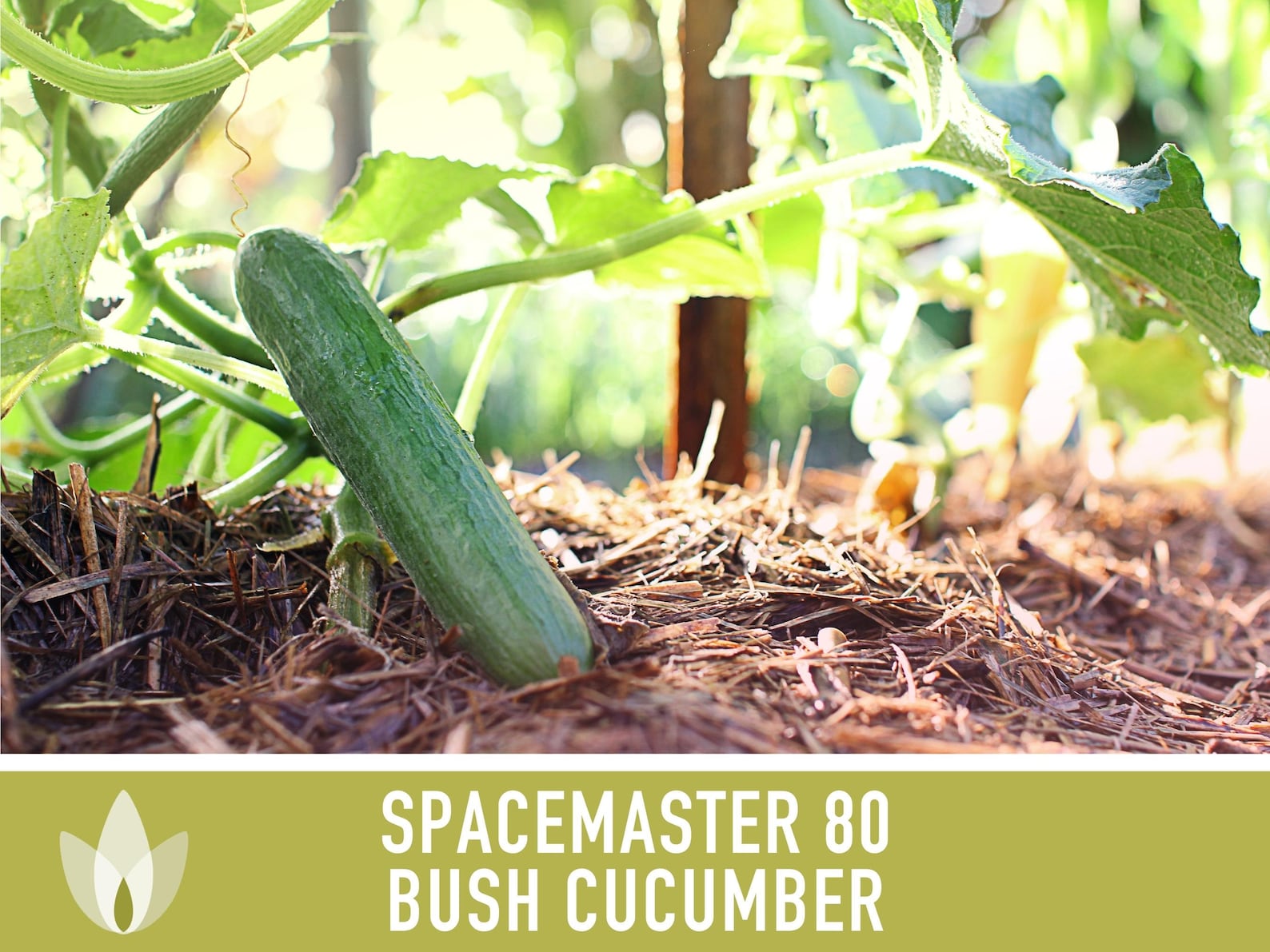 Spacemaster 80 Bush Cucumber Seeds - Heirloom Seeds, Disease Resistant ...