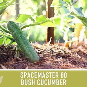 Spacemaster 80 Bush Cucumber Seeds | 30+ Seeds, Heirloom, Disease ...