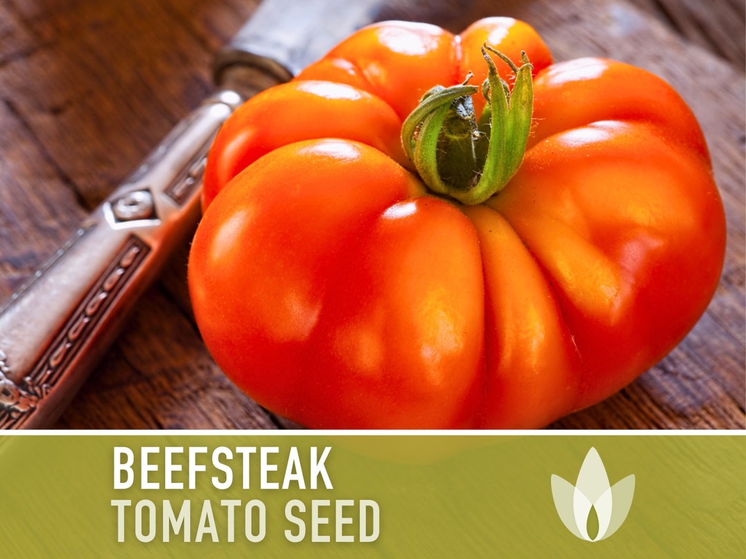 Beefsteak Tomato Heirloom Seeds - Slicing Tomato, Indeterminate, Open ...