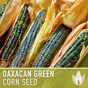 Oaxacan Green Dent Corn Seeds - Heirloom Seeds, Native American Corn ...
