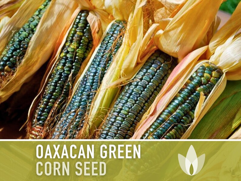 Oaxacan Green Dent Corn Seeds – Heirloom, Ornamental, Flour Corn - Etsy