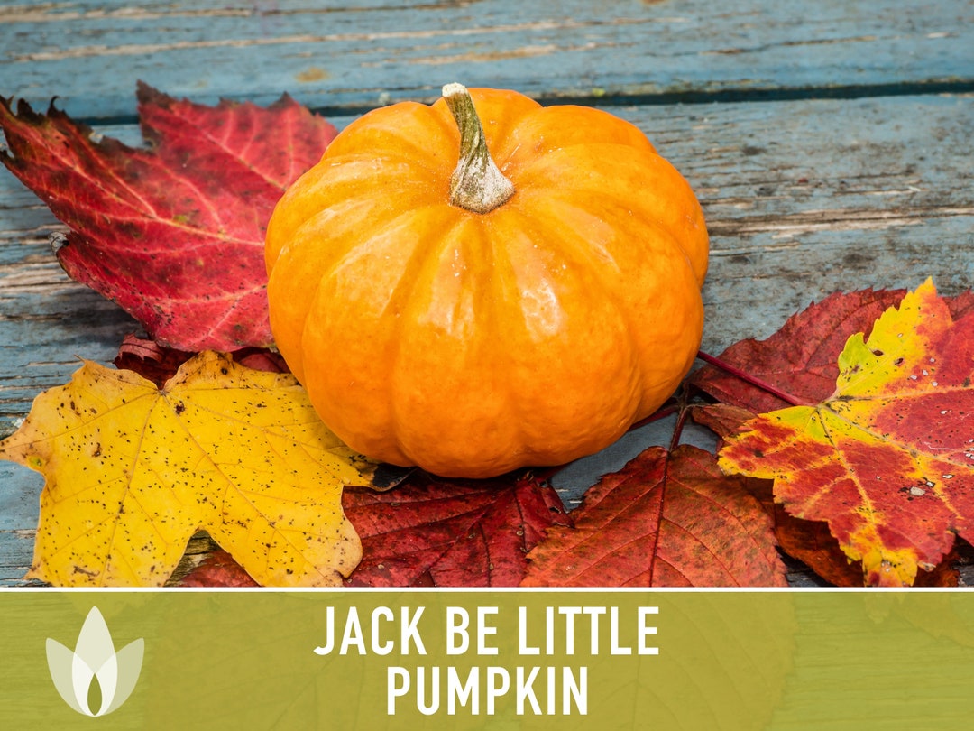 Jack Be Little Pumpkin Heirloom Seeds - Etsy
