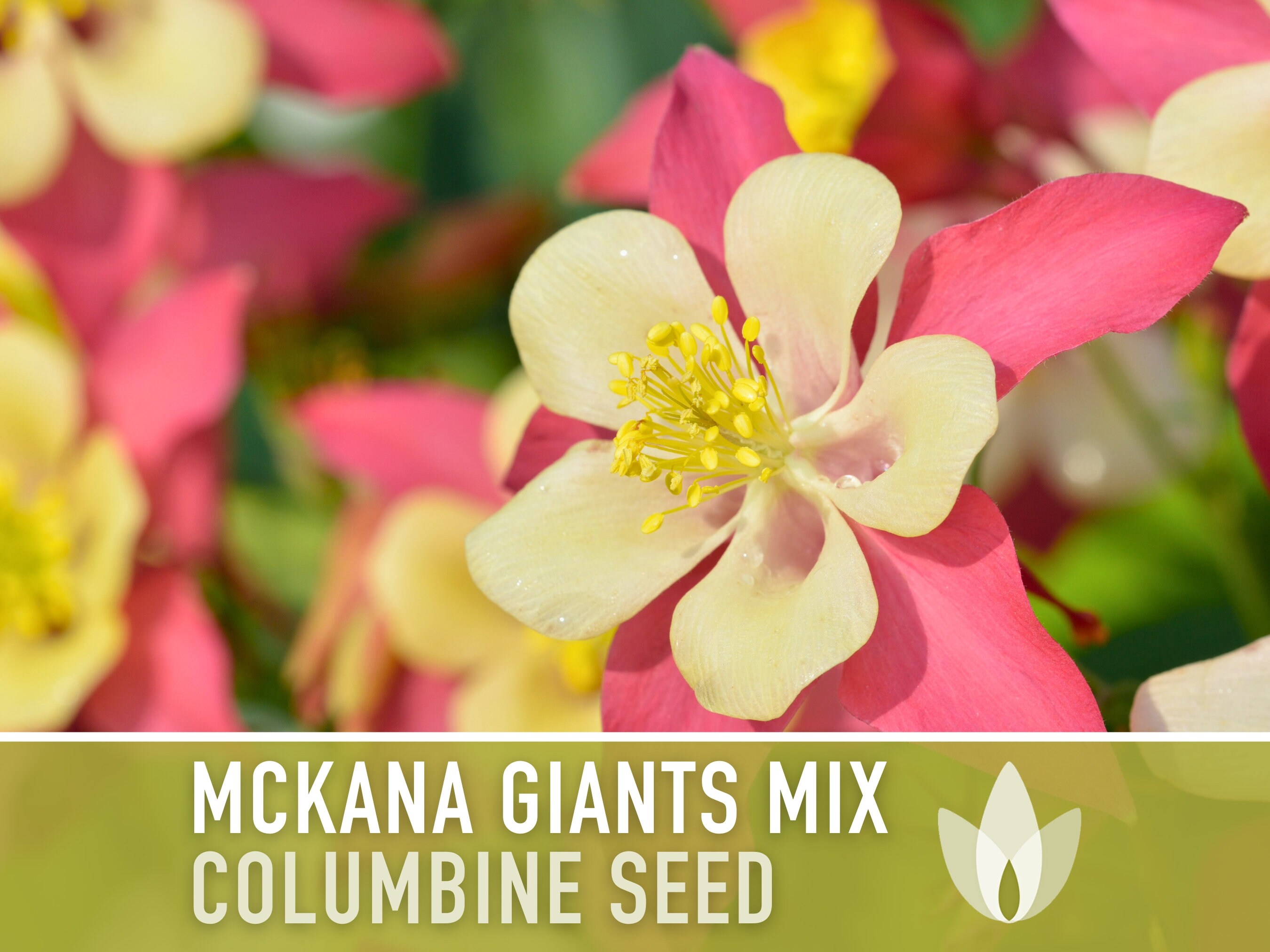Mckana Giants Columbine Seeds, Heirloom Aquilegia, Cut Flowers (100 ...