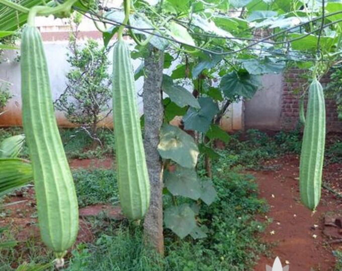 Luffa Ridge Gourd Seeds chinese Okra Heirloom Seeds - Etsy