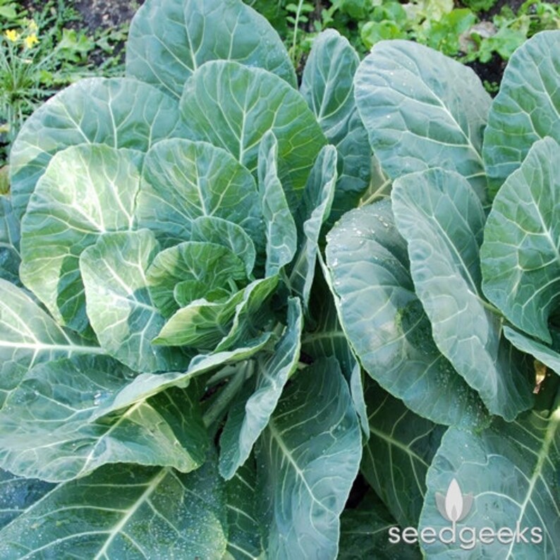 Georgia Southern Collards Heirloom Seeds - Etsy