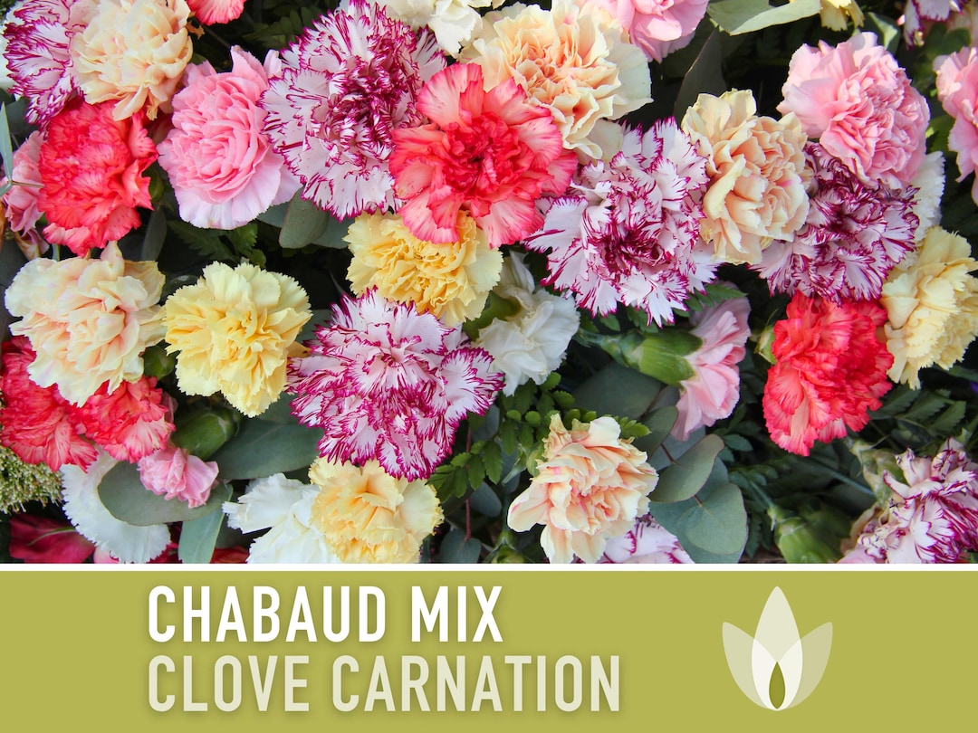 Carnation, Clove Chabaud Mix Flower Seeds - Heirloom Seeds, Cut Flower ...