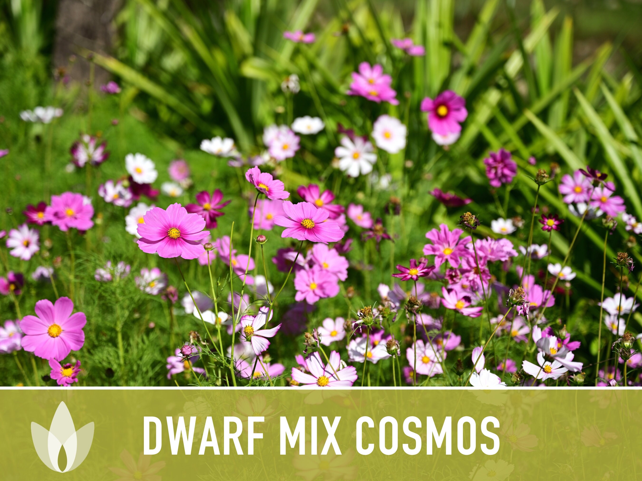Cosmos, Dwarf Mix Flower Seeds - Heirloom Seeds, Cut Flowers, Butterfly ...