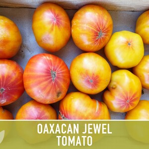 Oaxacan Jewel Tomato Heirloom Seeds - Etsy