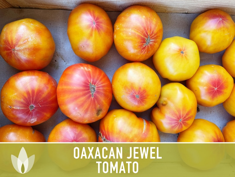 Oaxacan Jewel Tomato Seeds – Heirloom Beefsteak, Open Pollinated - Etsy