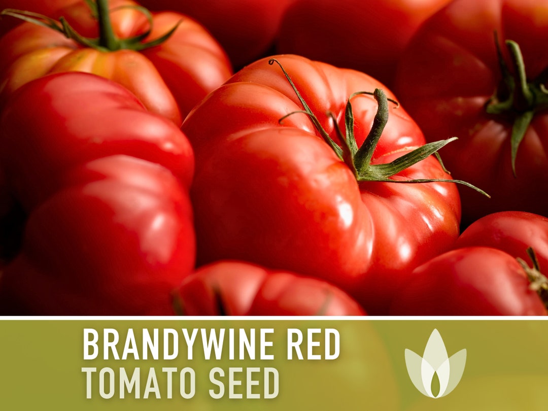 Brandywine Red Tomato Heirloom Seeds - Jumbo, Indeterminate, Red Flesh ...