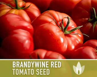 Brandywine OTV Heirloom Tomato Seeds - Etsy