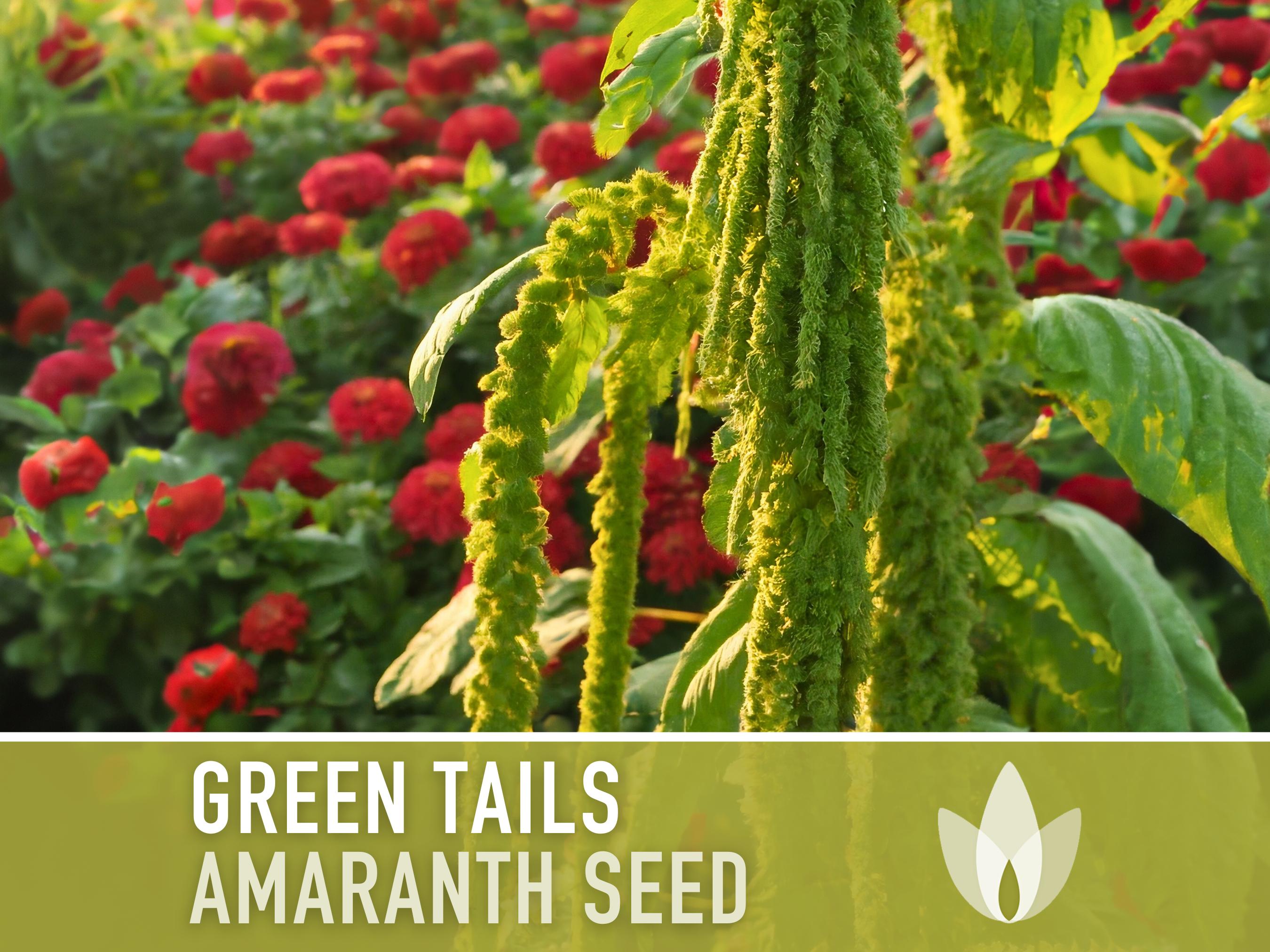 Green Tails Amaranth Seeds – Heirloom Edible Flower, Microgreens - Etsy