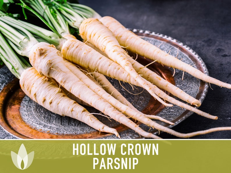Hollow Crown Parsnip Heirloom Seeds - Non-gmo, Open Pollinated ...