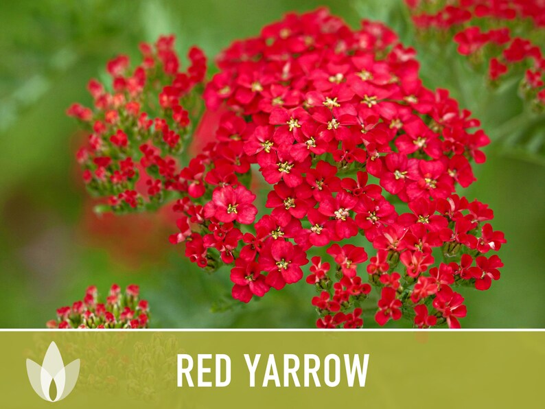 Red Yarrow Seeds Heirloom Seeds Medicinal Herb Pollinator - Etsy