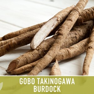 Gobo Takinogawa Burdock Seeds - Heirloom Seeds, Medicinal Herb ...