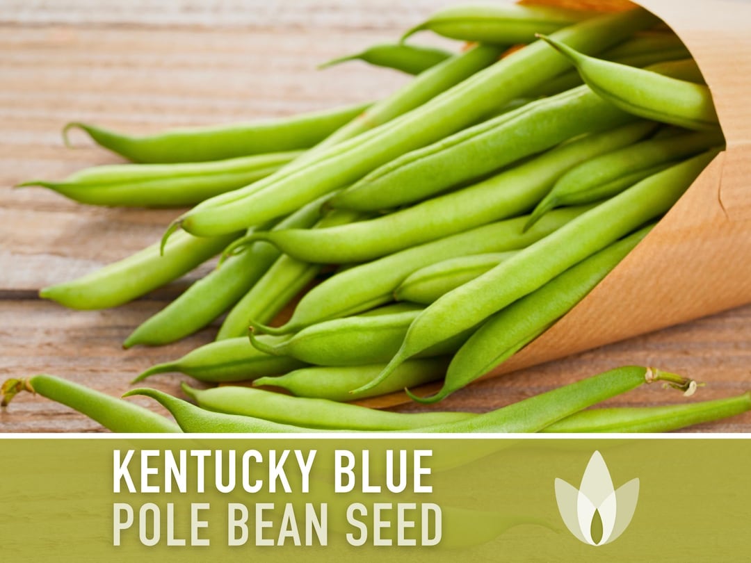 Kentucky Blue Pole Bean Seeds - Heirloom Seeds, Kentucky Wonder Beans ...