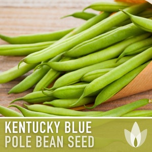Kentucky Blue Pole Bean Seeds - Heirloom Seeds, Kentucky Wonder Beans ...
