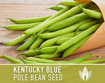 Kentucky Wonder Bean Seeds - Etsy