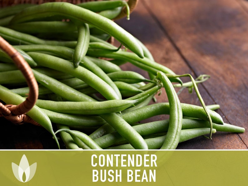 Contender Bush Bean Heirloom Seeds - Etsy