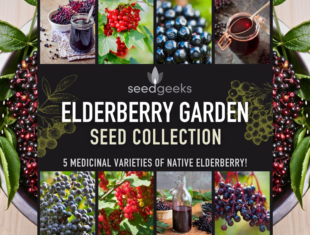 Elderberry Garden Seed Collection - 5 Popular Medicinal Varieties of ...