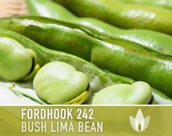 Early Thorogreen Lima Bean Seeds, Early Bush Beans, 25 Seeds // Open ...