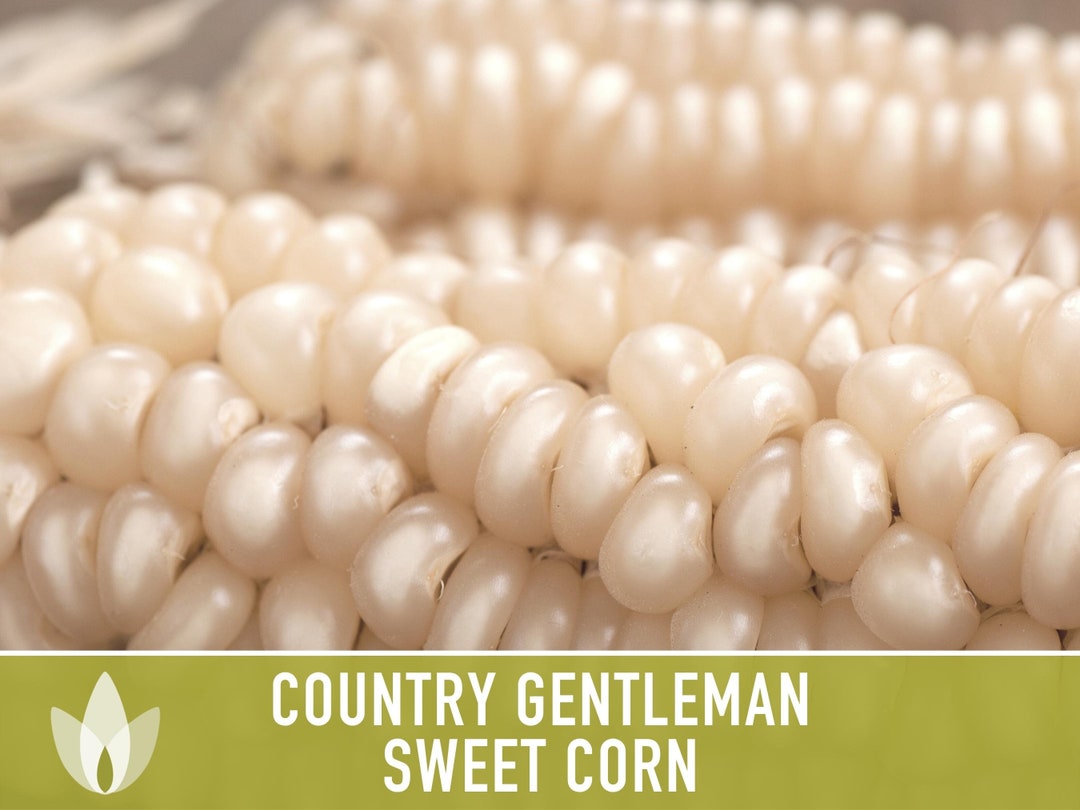 Country Gentleman Sweet Corn Heirloom Seeds Shoepeg Corn - Etsy