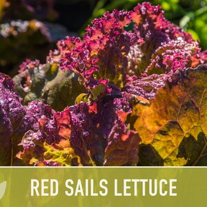 Red Sails Lettuce Heirloom Seeds - AAS Winner, Baby Greens, Short ...