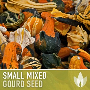 Small Mixed Gourd Seeds - Heirloom Seeds, Perennial, Desert Native ...
