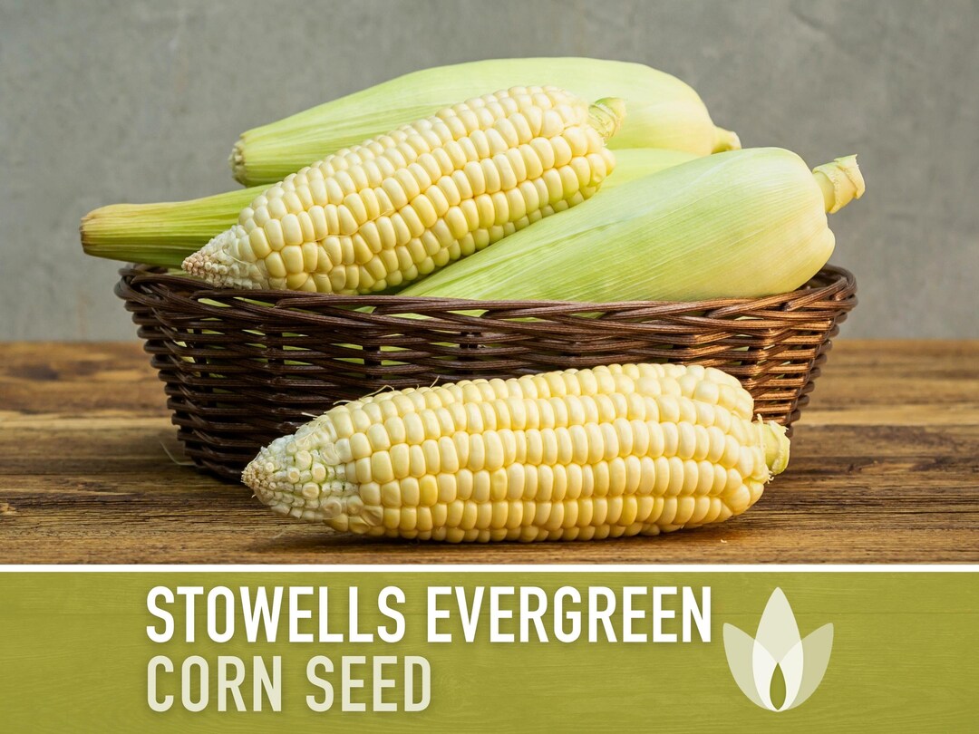 Stowell's Evergreen Corn Seeds - Heirloom Seeds, Sweet Corn Seeds ...