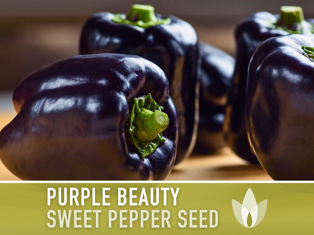Purple Beauty Sweet Bell Pepper Heirloom Seeds - Etsy