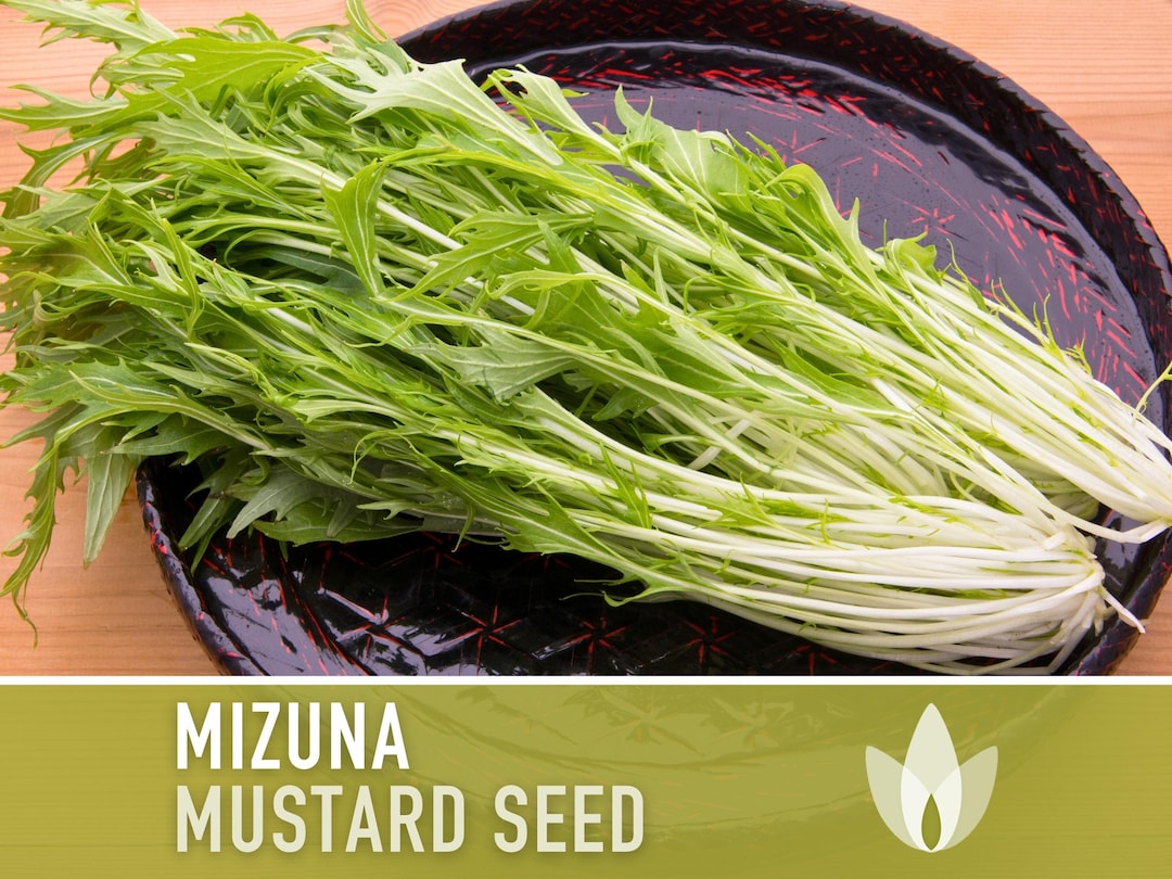 Mizuna Mustard Greens Heirloom Seeds - Fresh Salad, Microgreens, Open ...