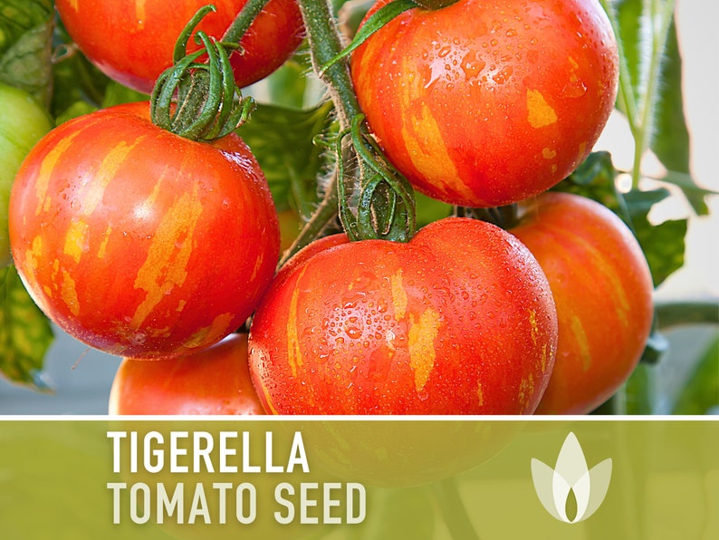 Tigerella Tomato Seeds - Heirloom Variety, Open Pollinated - Etsy