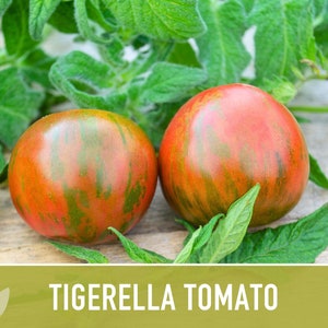 Tigerella Tomato Seeds - Heirloom Variety, Open Pollinated - Etsy